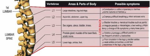 Common Conditions - Lower Back Pain - Chichester Chiropractic Health